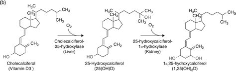 Biomarkers Of Intake Oncohema Key