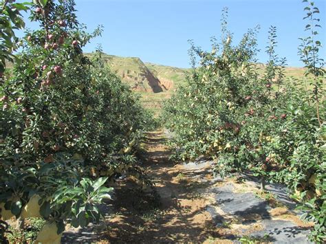 旱地果园土壤管理技术 技术探讨 果业通网