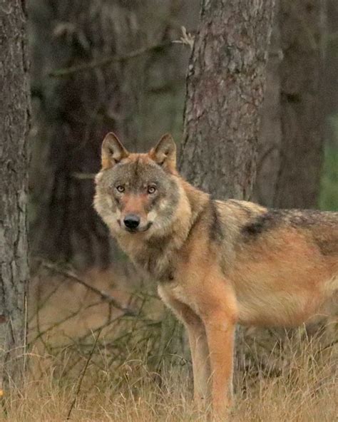 116 Wolven Op De Veluwe Hoogste Dichtheid Wereldwijd Omroep Gelderland