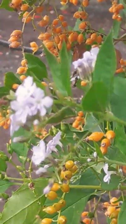 Las Maripositas Youtube