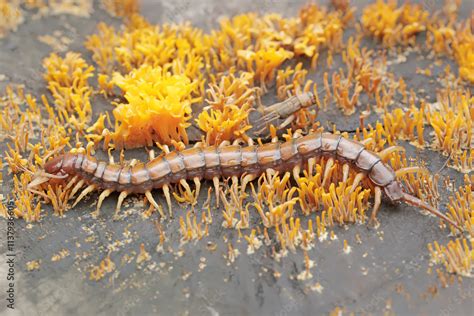 A Centipede Hunting Small Insects In Between Colonies Of Yellow