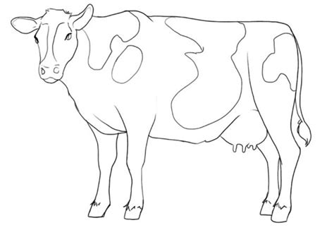 Cow Drawing 101 A Simple 5 Step Guide Video Images