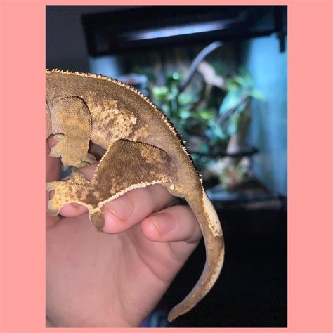 Help Me Sex My Two Crested Geckos More Information In Comments R Crestedgecko