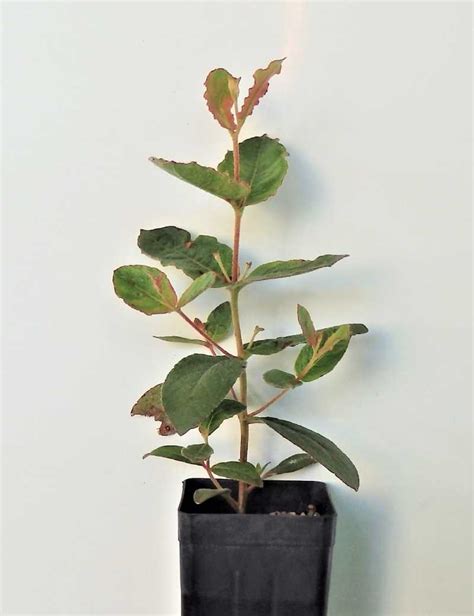 Brown Stringybark Treeproject