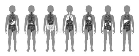 Ejemplo De Los ?rganos Internos Del Ni?o En Cuerpo Del Muchacho Ilustración del Vector ...