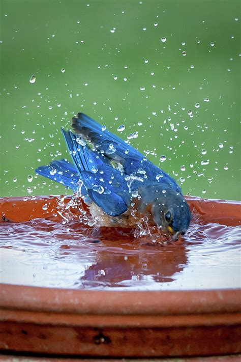Blue Splash Photograph By David Heilman Fine Art America