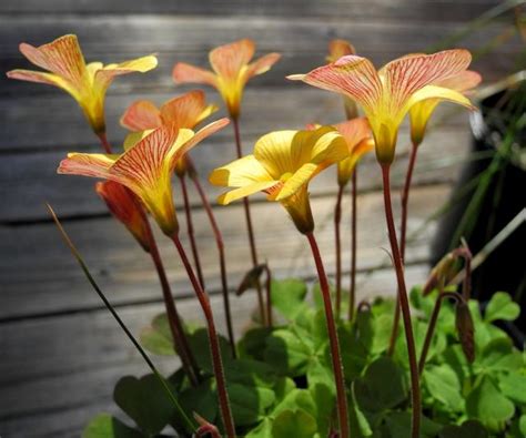 Oxalis Obtusa Pacific Bulb Society