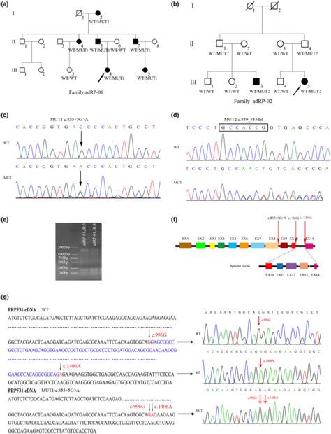 Identification Of Two Novel Prpf31 Mutations In Chinese Families With Non‐syndromic Autosomal