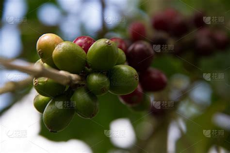 成熟和未成熟的咖啡樱桃