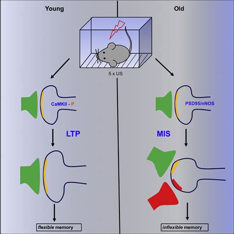 Multi Input Synapses But Not Ltp Strengthened Synapses Correlate With Hippocampal Memory