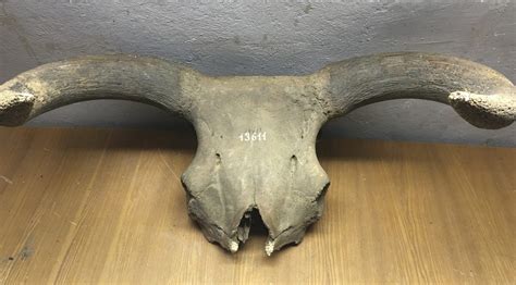 Ancient Dna Reveals Aurochs Wild Legacy In Modern Cattle