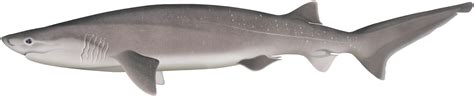 Buttnose Sixgill Hai A Bluntnose Sixgill Shark Hexanchus Griseus