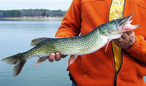 10 Tips For Catching Chain Pickerel