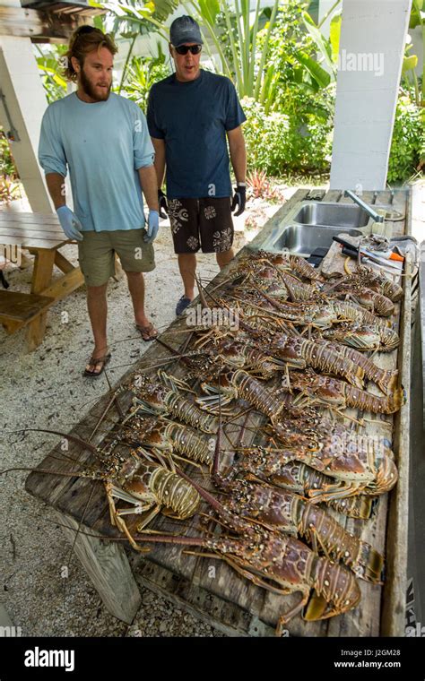 Two Men Displaying Their Catch Of Spiny Lobster During Lobster Season