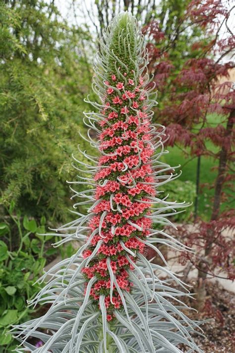 Closeup Of The Tiny Red Flowers Of Tower Of Jewels With Scientific Name Echium Wildpretii Stock