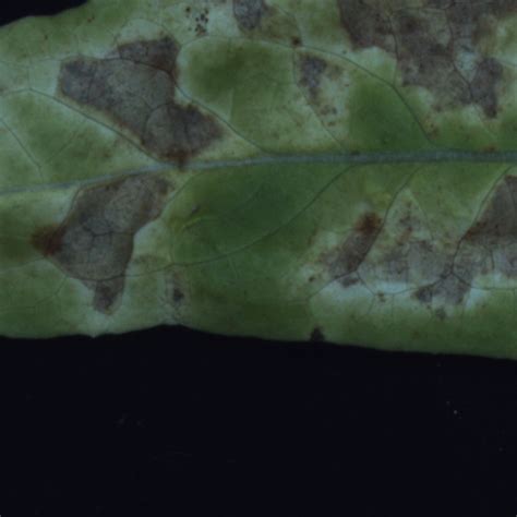 Leaf Instance Segmentation Model V2 2025 06 30 200pm By Shou