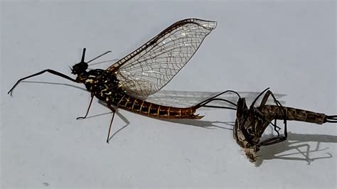 Life Cycle Of The Tasmanian Mayfly Trout Territory Fish Wild Tasmania