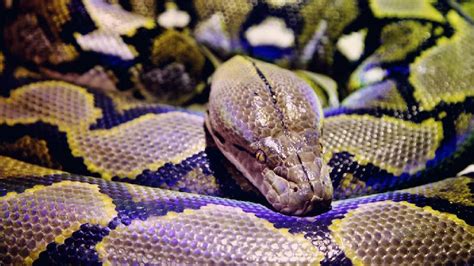 Python Swallows A Woman In Indonesia Video Goes Viral On Internet