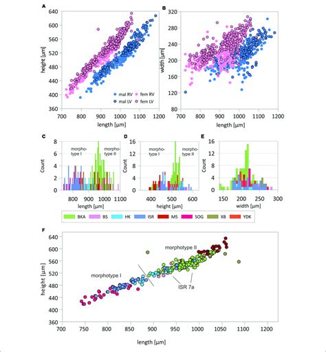 Length Height A And Length Width B Plots For Female And Male Left Download Scientific