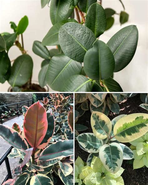 5 Ficus Elastica Facts You Probably Didnt Know Surprising Rubber