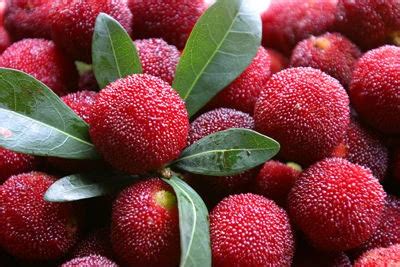 3 Myrica Rubra Yangmei Seeds Purple Red Fruit Japanese Red Bayberry Yumberry Waxberry Chinese