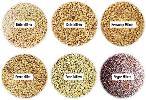Millets In Kannada Types Siridhanya Names Benefitsuses Facts