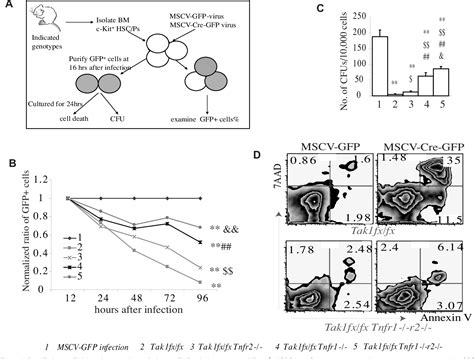 Figure 1 From Tnf αfas Rip 1 Induced Cell Death Signaling Separates