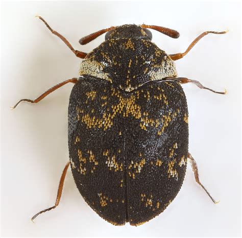 Dermestidae Skin Beetles Identification Facts And Taxonomy