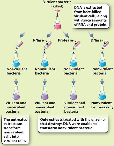 Oswald Avery Colin Macleod And Maclyn Mccarty Visible Proofs Forensic