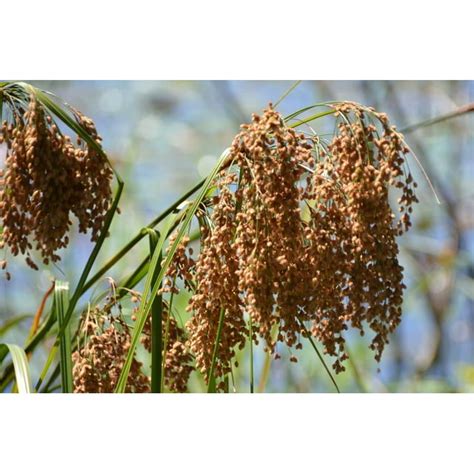 1000 Woolgrass Scirpus Cyperinus Wool Grass Teddybear Paws Woolsedge
