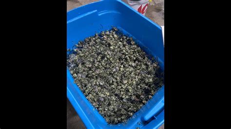 Hash Rosin Presses R Missourimedical