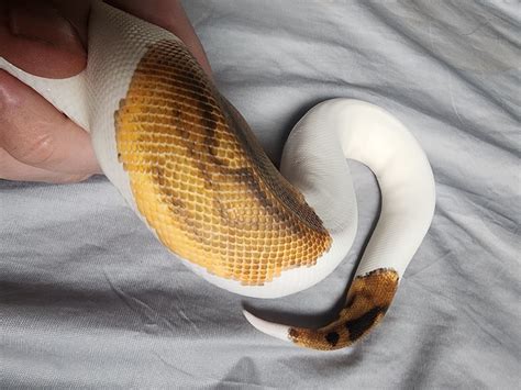 Help With Pied Morph Identification Ball Pythons Morphmarket Reptile Community