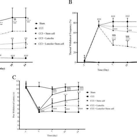 Characterization Of Bone Marrow Mesenchymal Stem Cells Bm Mscs Download Scientific Diagram
