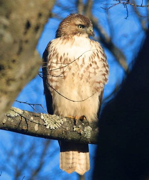 Top 15 Types Of Hawks In The United States With Pictures Optics Mag