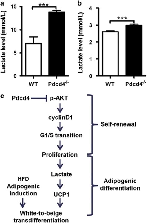 Pdcd4 Restrains The Self Renewal And White To Beige Transdifferentiation Of Adipose Derived Stem