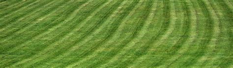 Green Grey Grass Can Photo Background And Picture For Free Download