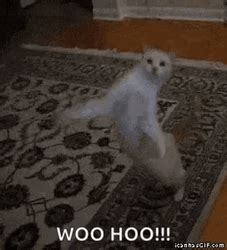 Woohoo Meme Weird Cat Dance 