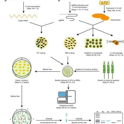 Pdf Genome Editing Of Bread Wheat Using Biolistic Delivery Of Crispr
