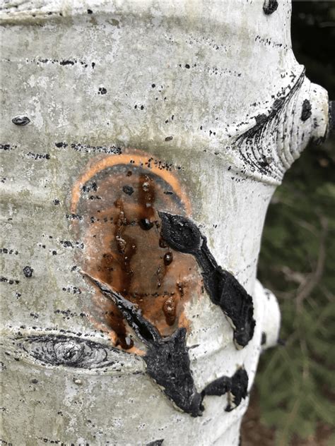 All About Aspens Advanced Care Tips And Tricks Beautiful Trees