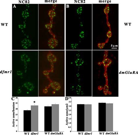Presynaptic Active Zone Density Normal In Dfmr1 And Dmglura Mutants Download Scientific