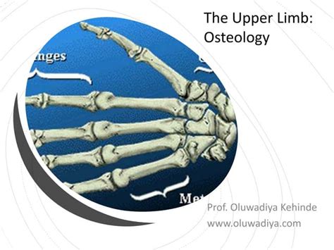 Humerus Bone Osteology Upper Limb Anatomy Pptx