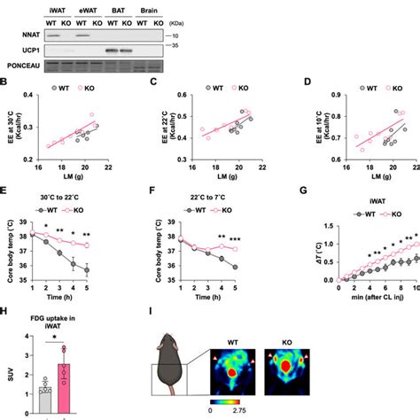 Overview Of Functional And Physical Interaction Between Nnat And Serca