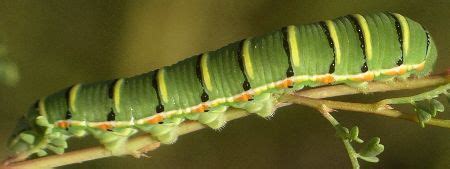 Valeries Austin Bug Collection Insects Lepidoptera Butterflies
