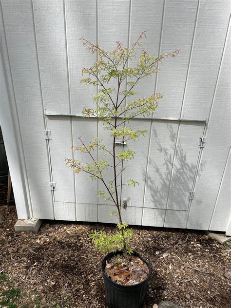 Japanese Maple Ukigumo Grafted Cultivar Eastwoods Organics
