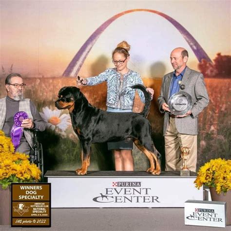 Akc Champion And Working Rottweilers