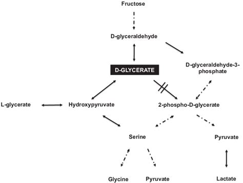 Metabolic Pathway Involved In D Glyceric Aciduria Double Crossed Arrow
