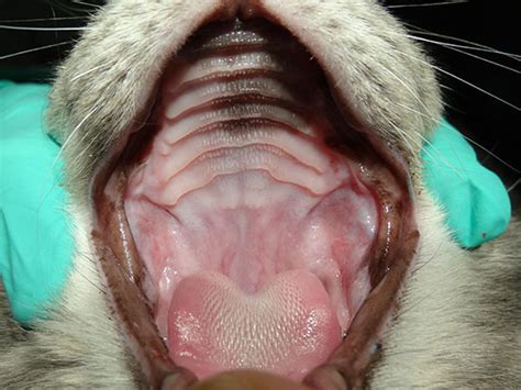 Prevent And Treat Feline Stomatitis In Cats Atlanta Ga