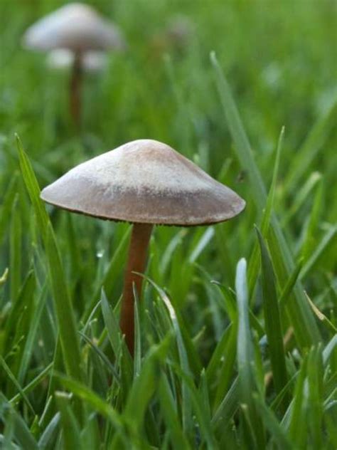 Mushroom Vs Toadstool And Lawn Care