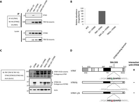 Mapping Of The Sting Binding Domain Of Human Trif A Human Ha Sting