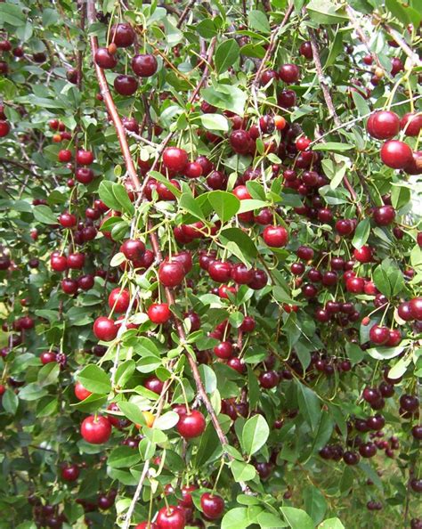 Cupid Tart Cherry Jeffries Nurseries